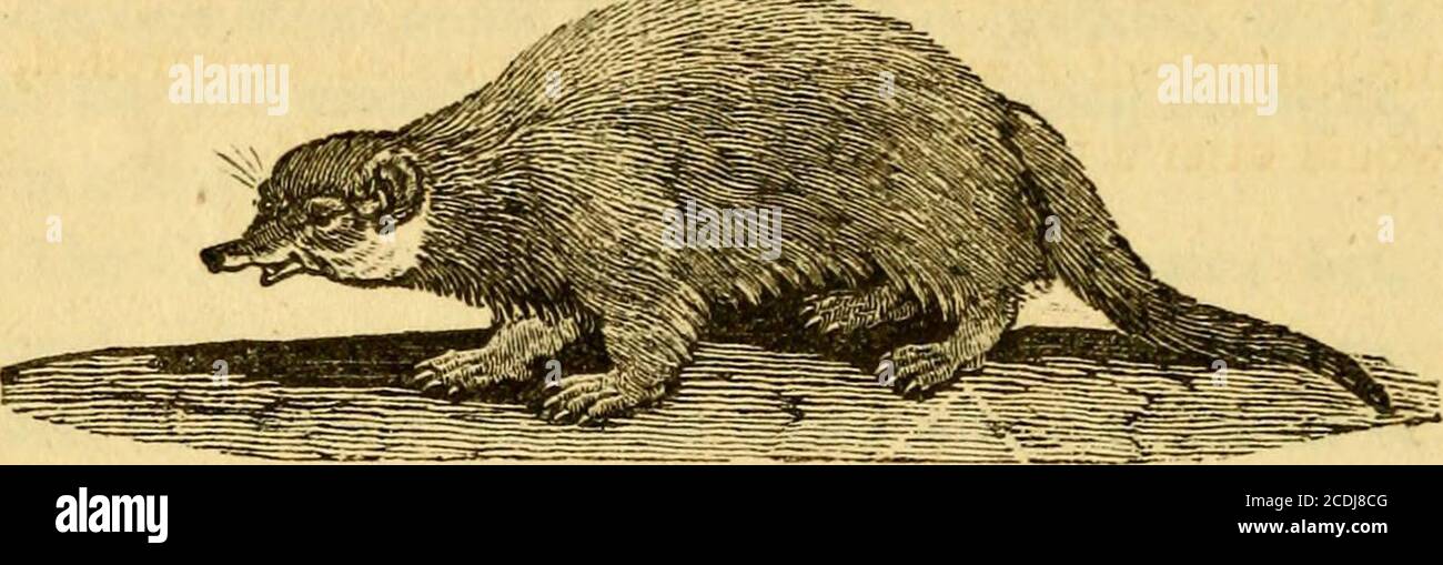 Zibet High Resolution Stock Photography and Images - Alamy