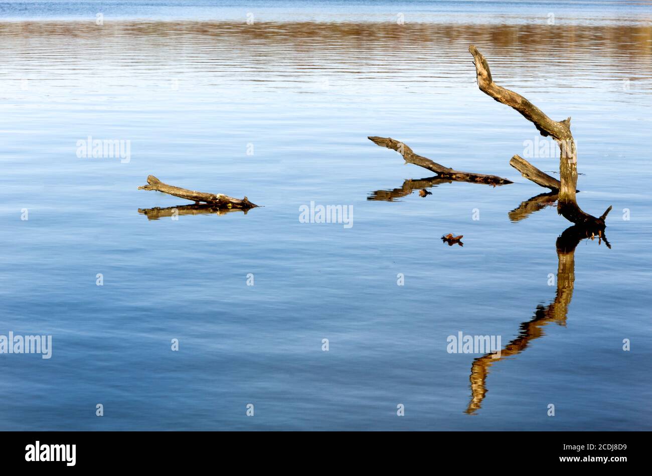 Fallen Trees in Water Stock Photo - Alamy