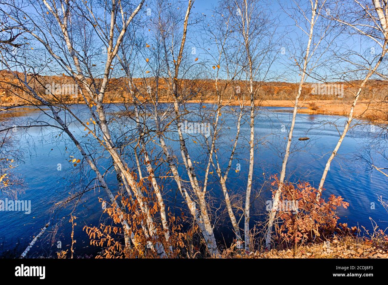 Birch stand hi-res stock photography and images - Alamy