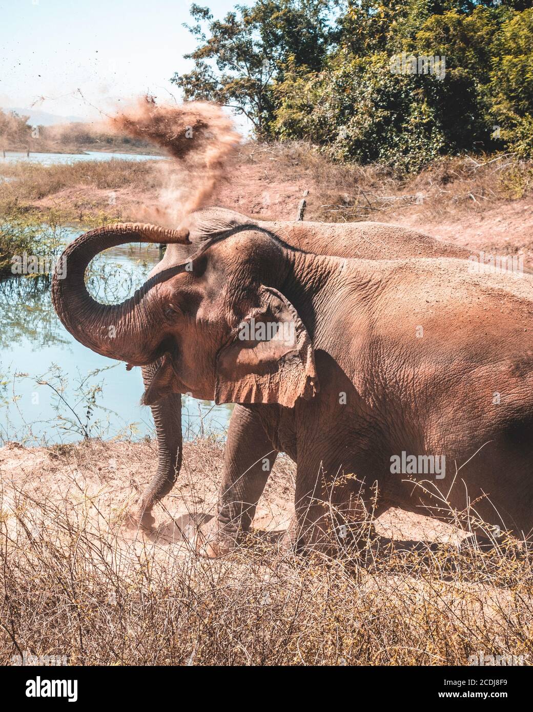 Elephants and mammoths hi-res stock photography and images - Alamy