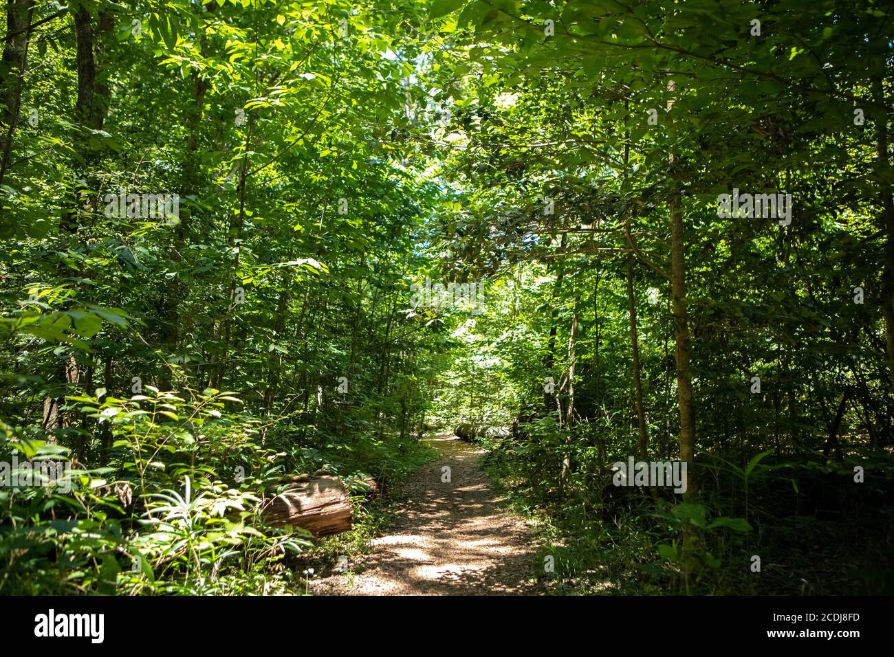Hiking Pathway in Congaree National Park Stock Photo - Alamy