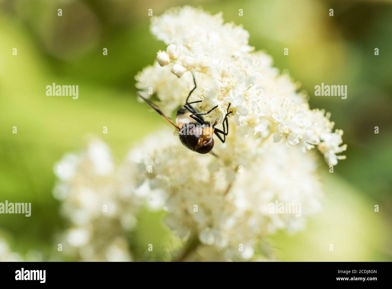 Great Pied Hoverfly (Volucella pellucens Stock Photo - Alamy