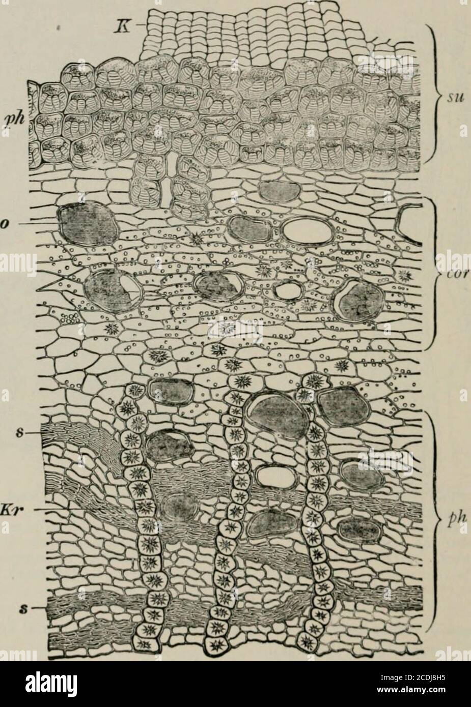 Cinchona Bark Microscopy