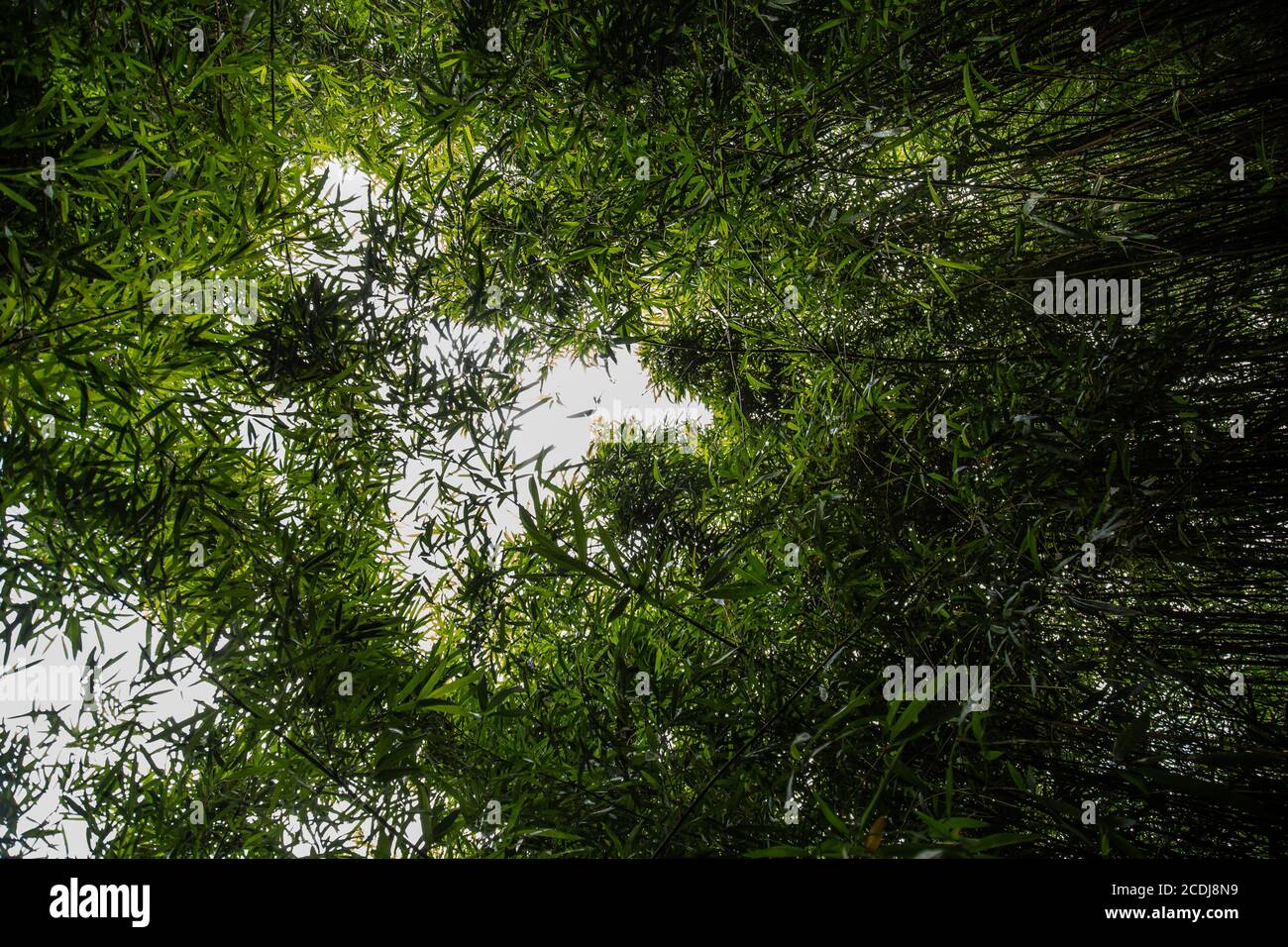 Bamboo Forest Canopy in Maui Stock Photo - Alamy
