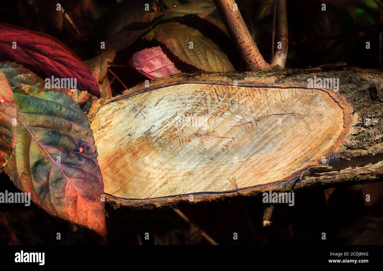 Gateway trail hi-res stock photography and images - Alamy