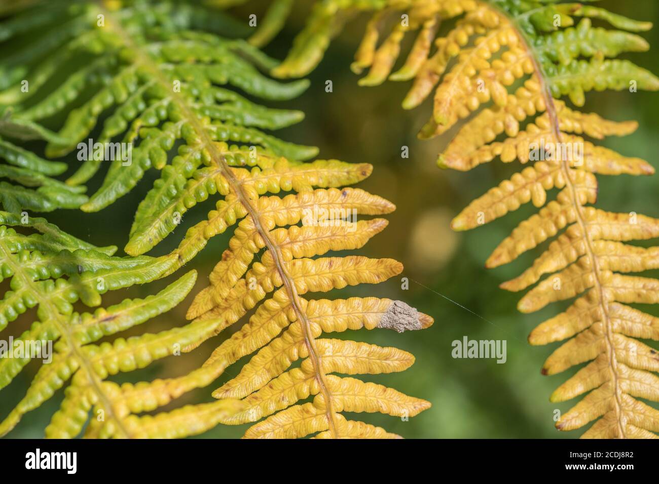 Yellow-Orange autumnal leaves of a dying fern species. Autumn season ...
