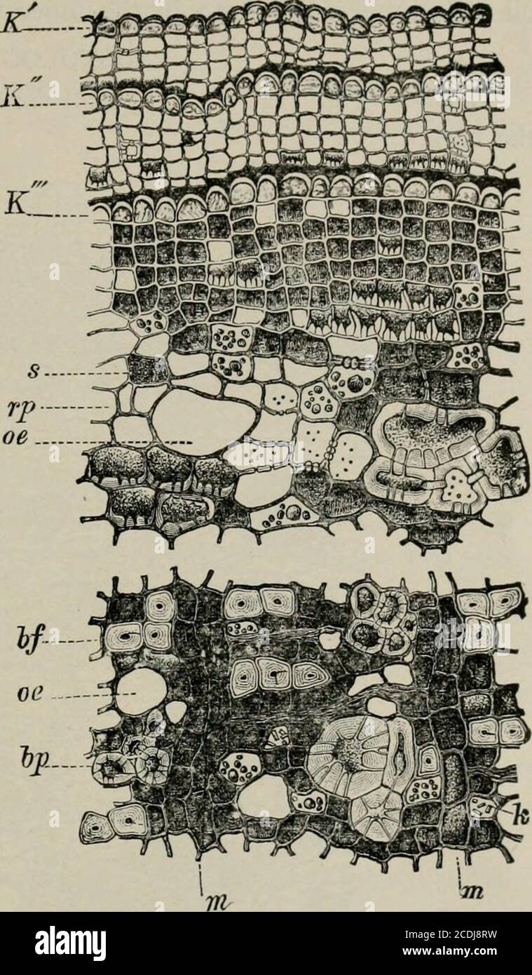 Crystalcell High Resolution Stock Photography and Images - Alamy
