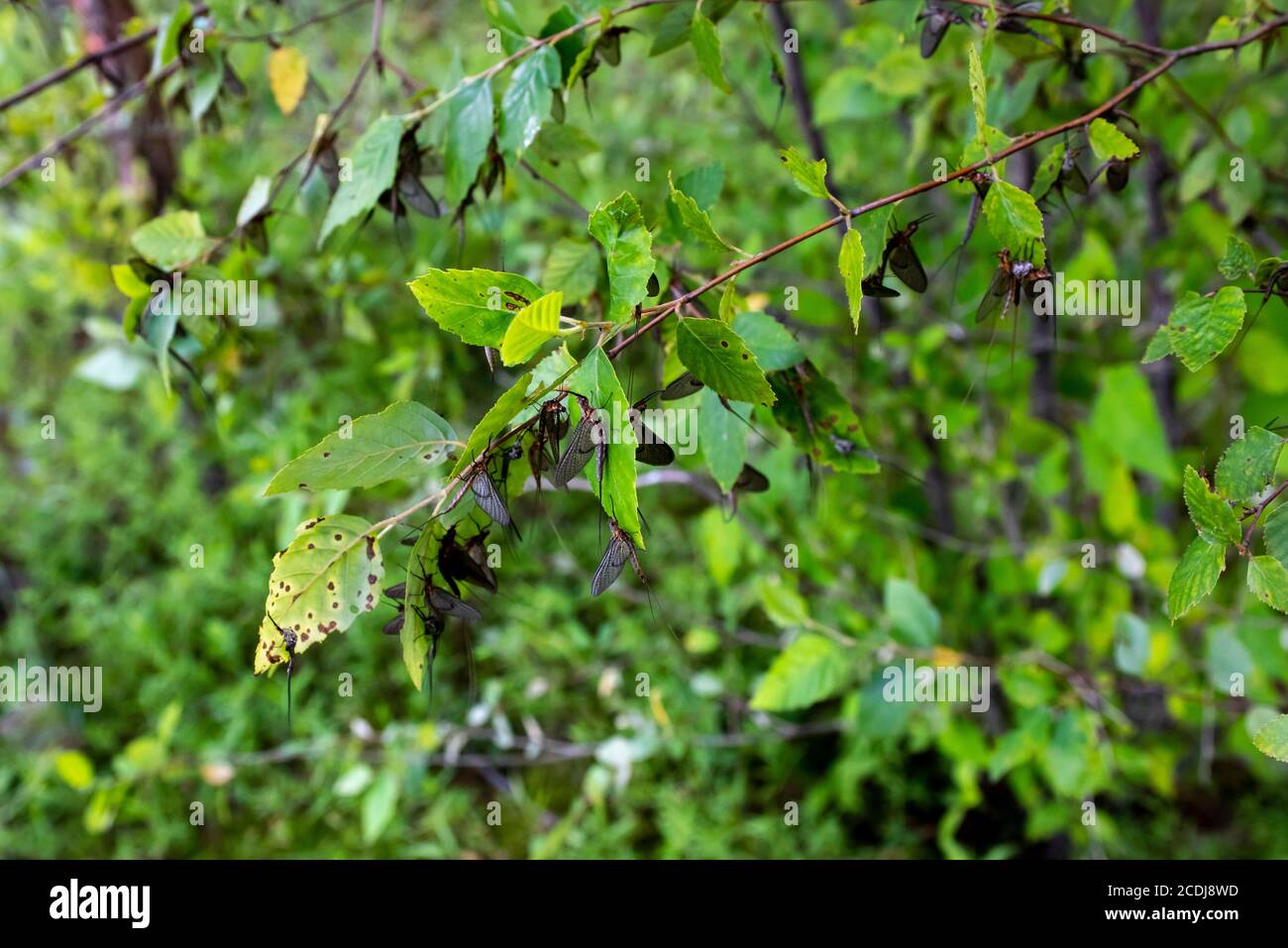 Mayflies hi-res stock photography and images - Alamy
