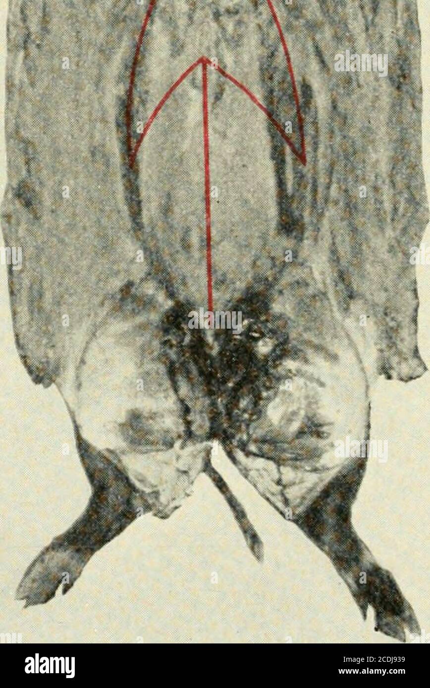 . Veterinary post-mortem technic . 4. w Fig. 101.—The incisionis made ...