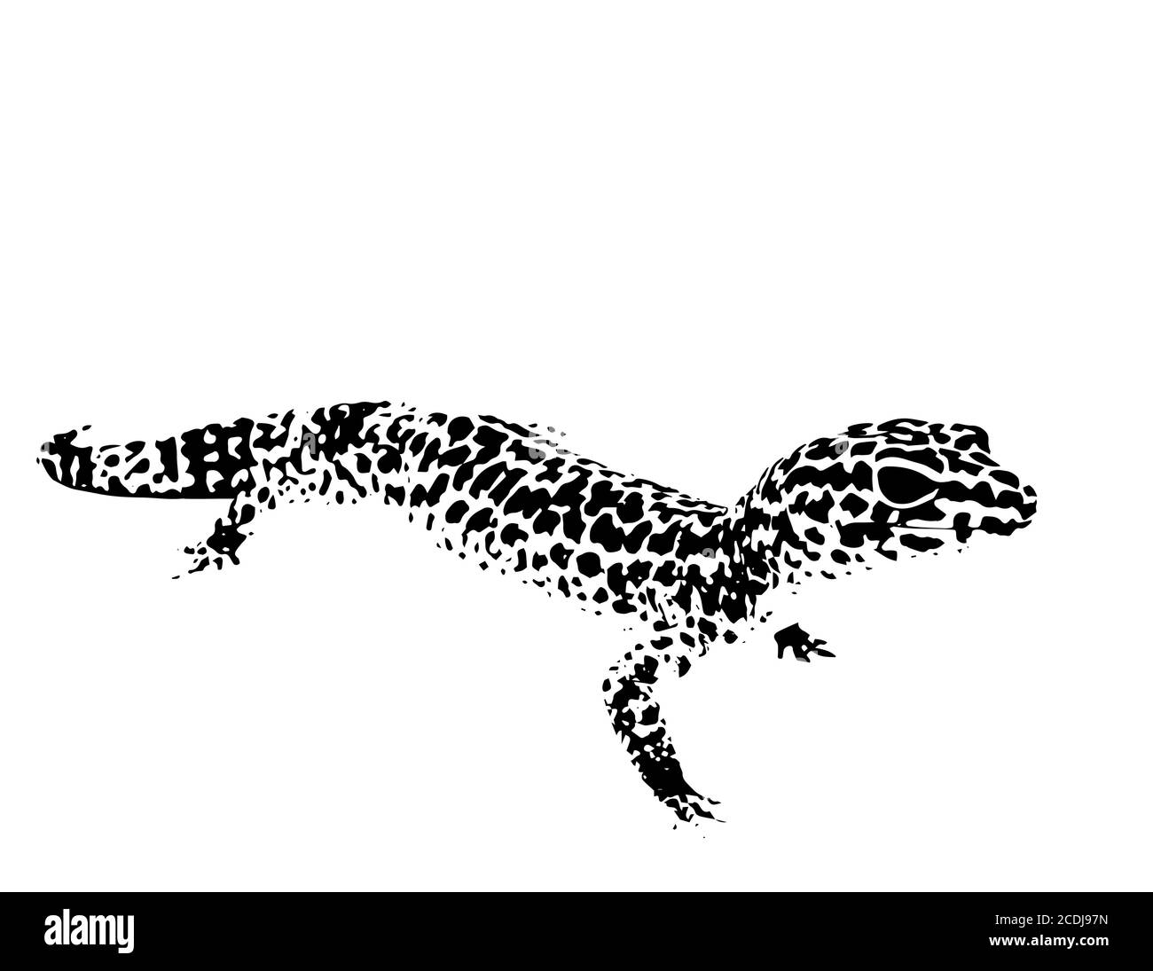 Small green gecko Black and White Stock Photos & Images - Alamy