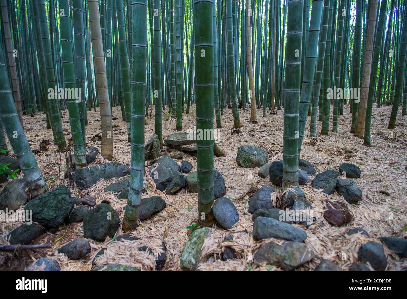 close up of bamboo forrest at Arashiyama Bamboo Groove Stock Photo - Alamy