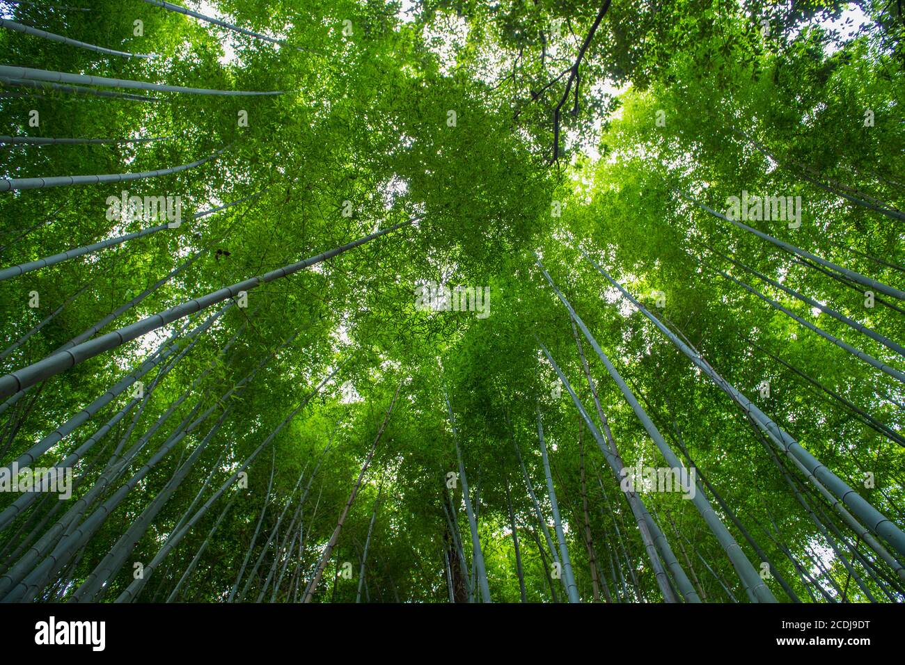 looking up at bamboo forrest at Arashiyama Bamboo Groove Stock Photo ...