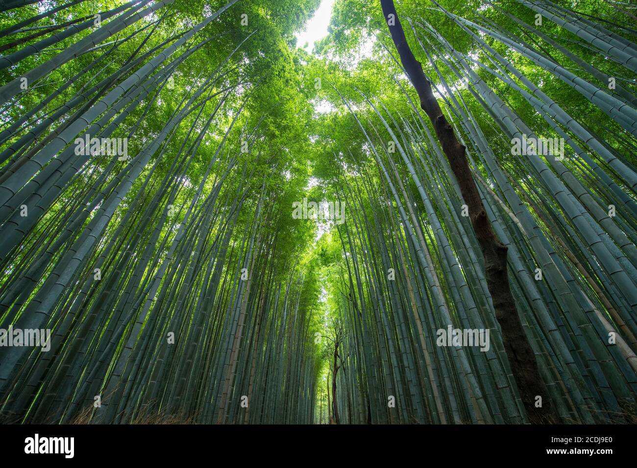 bamboo forrest at Arashiyama Bamboo Groove near Kyoto Stock Photo - Alamy