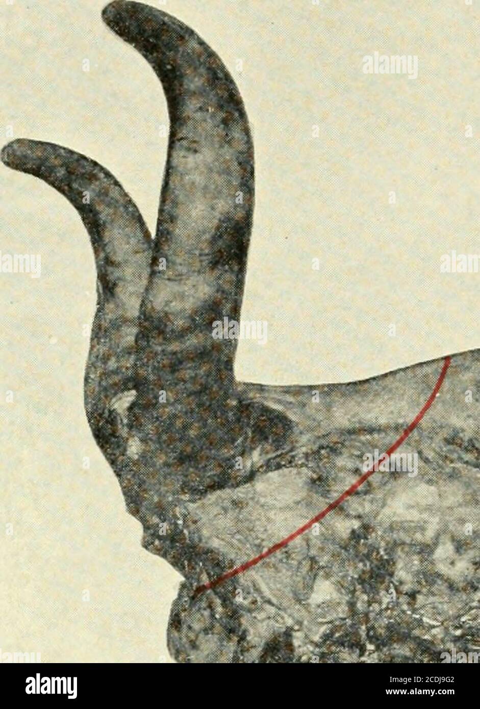 . Veterinary post-mortem technic . FiQ. 96.—This shows relation of ...