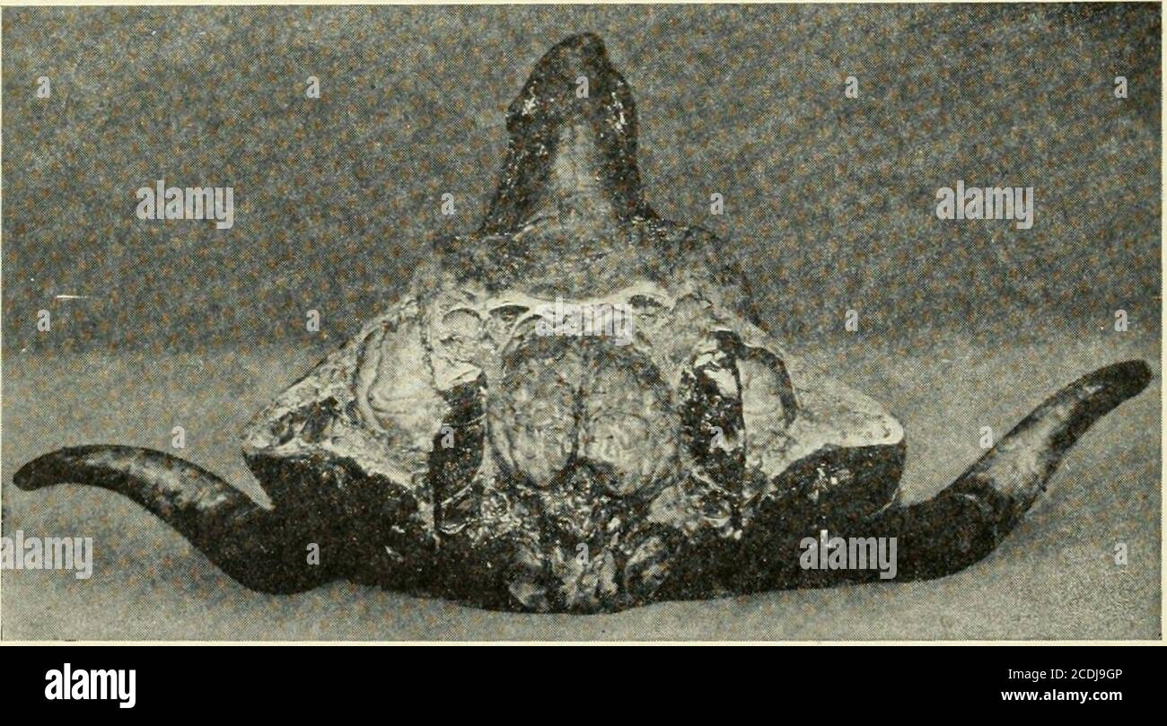. Veterinary post-mortem technic . YG. S7—Showing position of incision ...