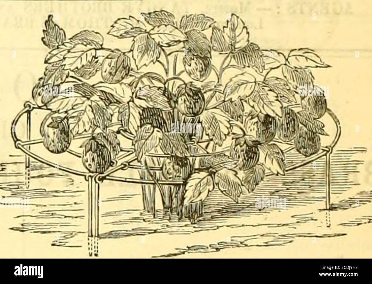 Rata fruit hi-res stock photography and images - Alamy