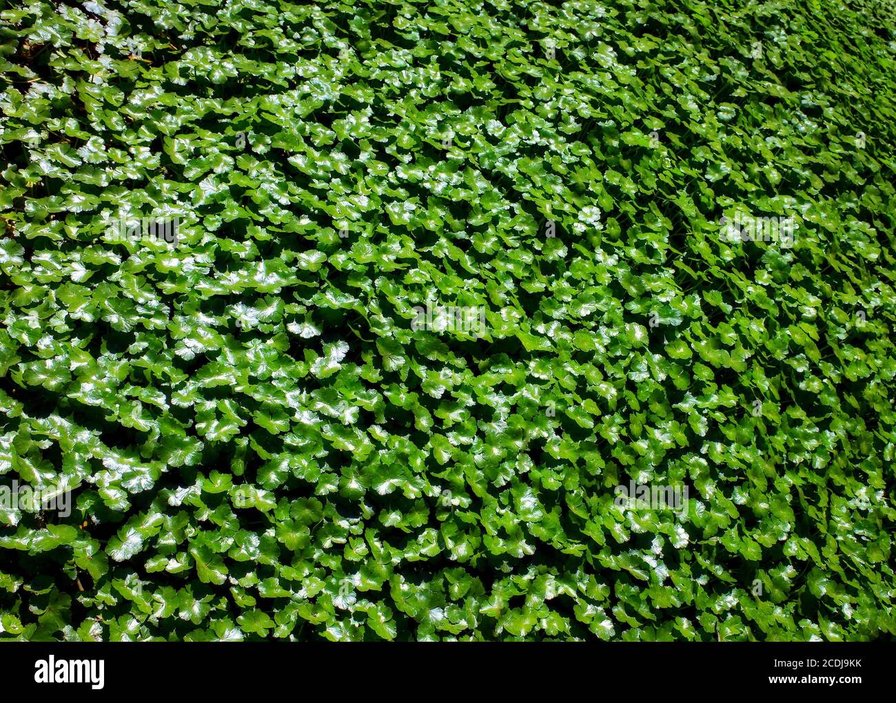 English Garden Ivy Wall Backdrop Stock Photo - Alamy