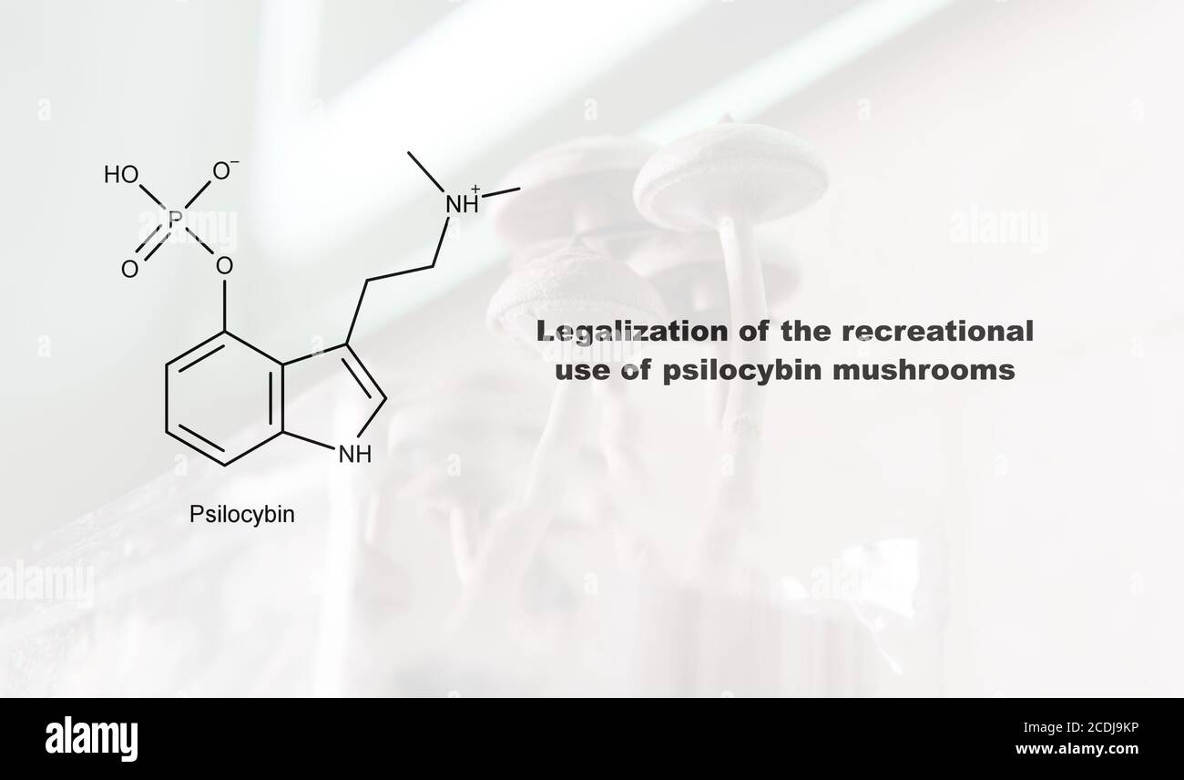 Legalization of the recreational use of psilocybin mushrooms ...