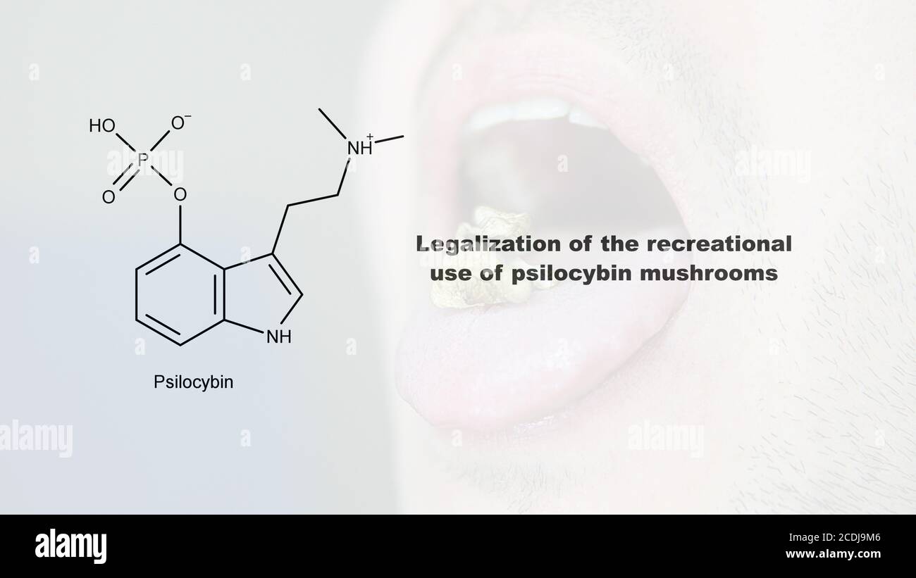 Legalization of the recreational use of psilocybin mushrooms ...
