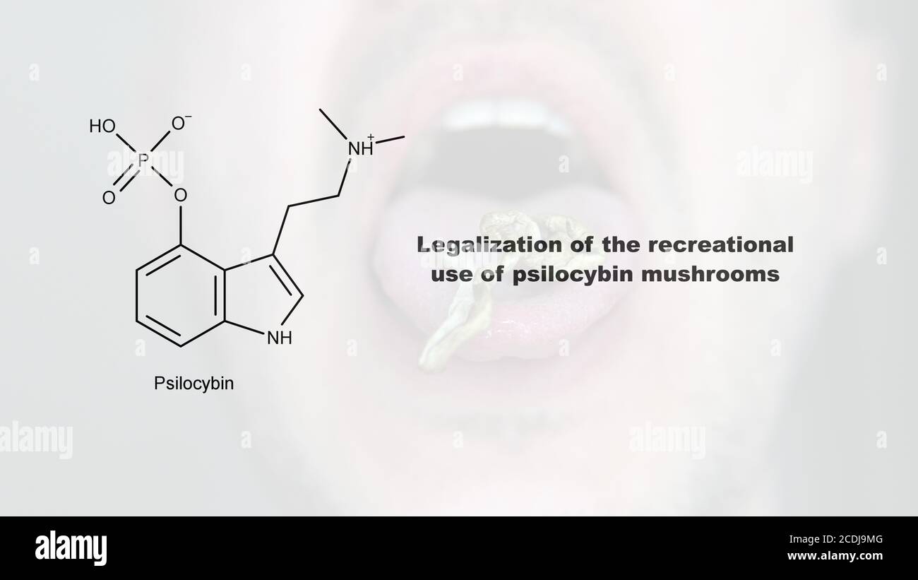 Legalization of the recreational use of psilocybin mushrooms ...
