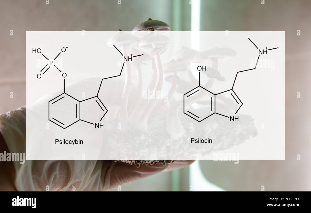 the medical effects of psilocybin and psilocin on the psychological and ...