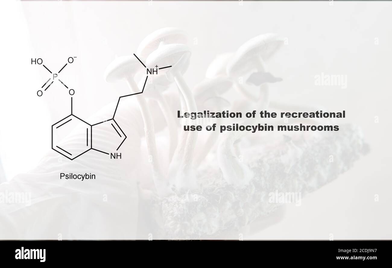 Legalization of the recreational use of psilocybin mushrooms ...