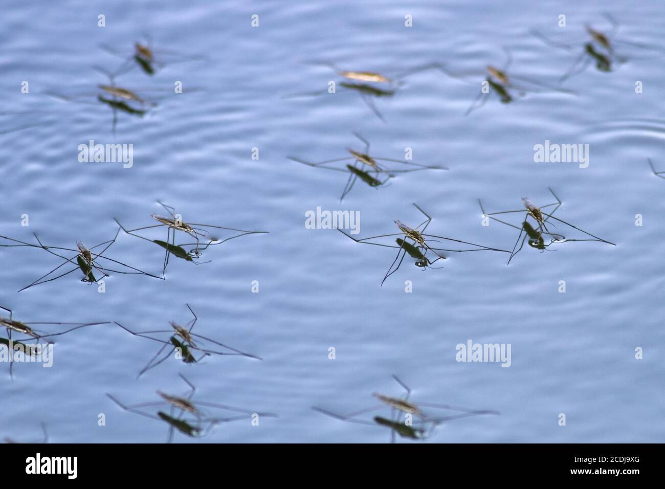 Water strider hi-res stock photography and images - Alamy
