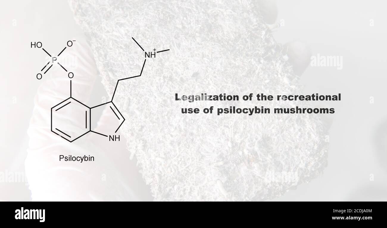Legalization of the recreational use of psilocybin mushrooms ...