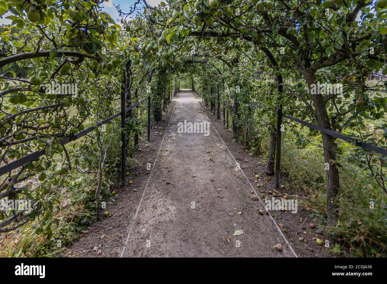 Dirt path between a tunnel formed by lush pear trees in the Ursulintuin ...