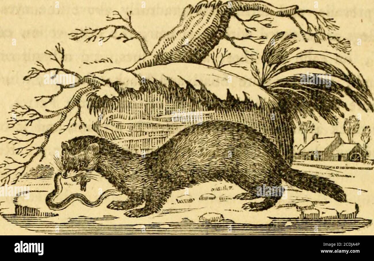 Wood hite hi-res stock photography and images - Alamy