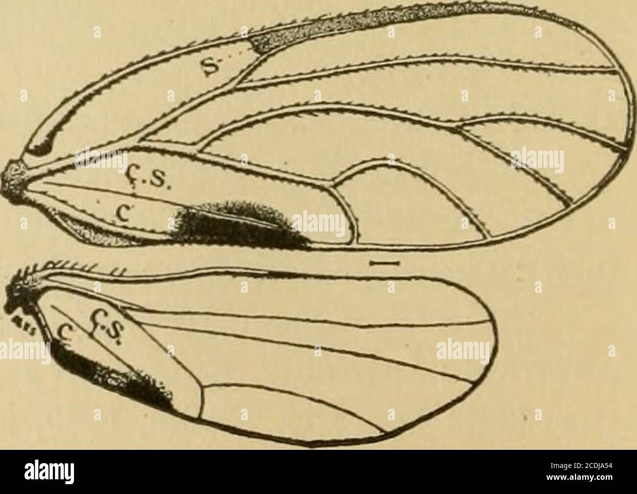 . Report on the injurious and other insects of the State of New York ...