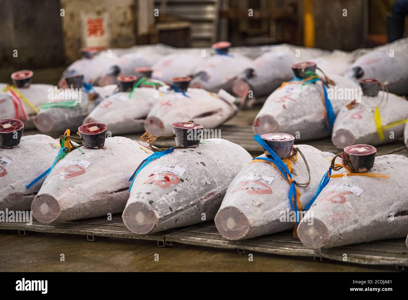 Frozen Tuna fish at an auction on Japanese fish market Stock Photo - Alamy