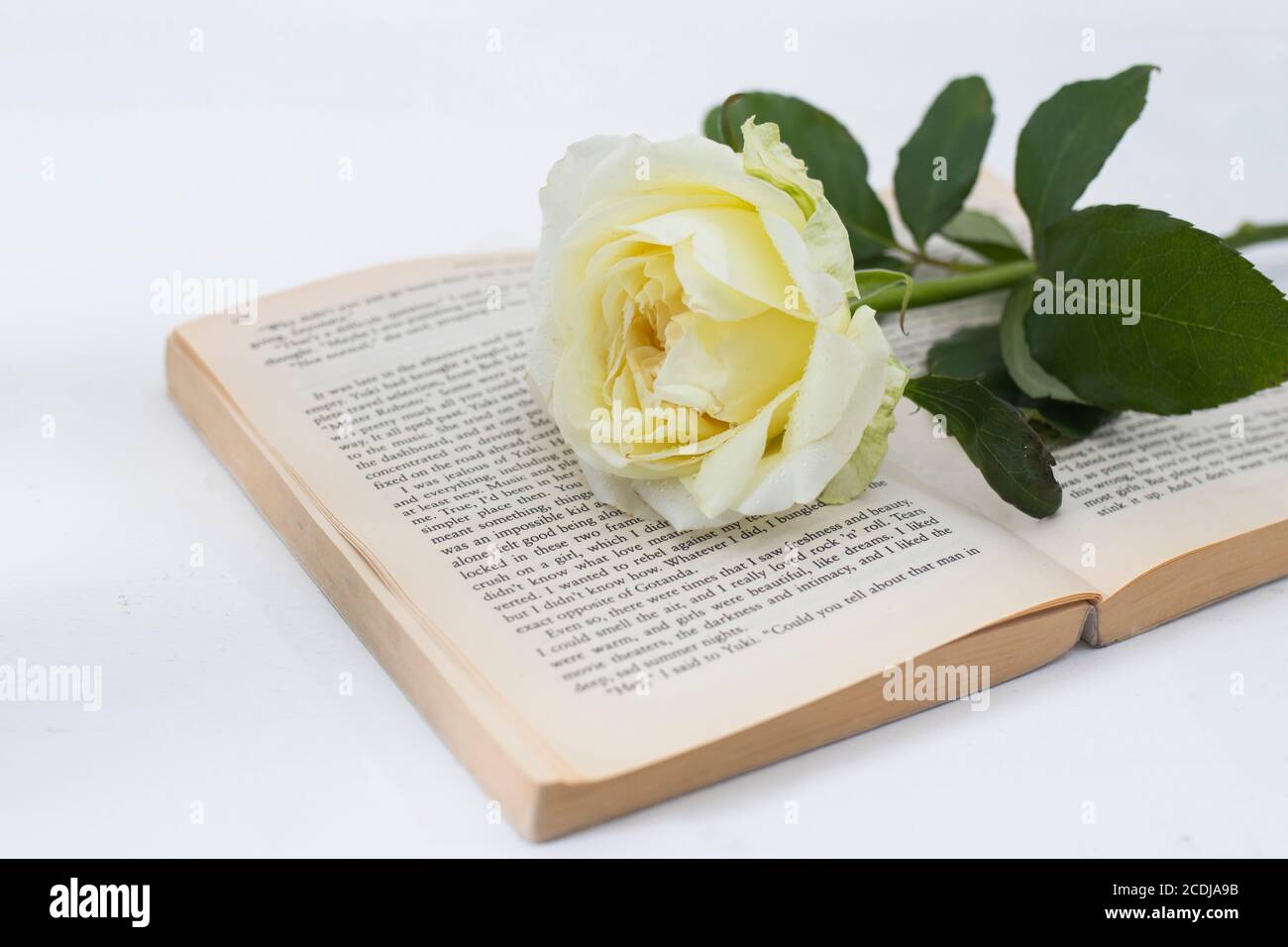 White rose lies on an open English book on the white background Stock ...