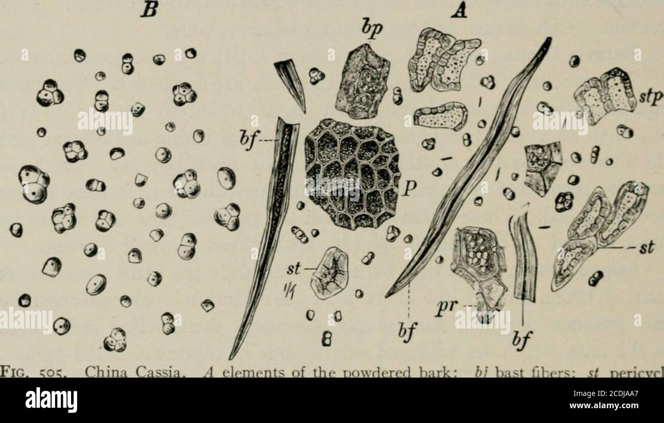 Cinnamon Bark Microscope