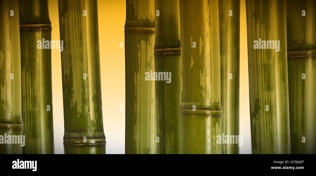 wide bamboo background Stock Photo - Alamy