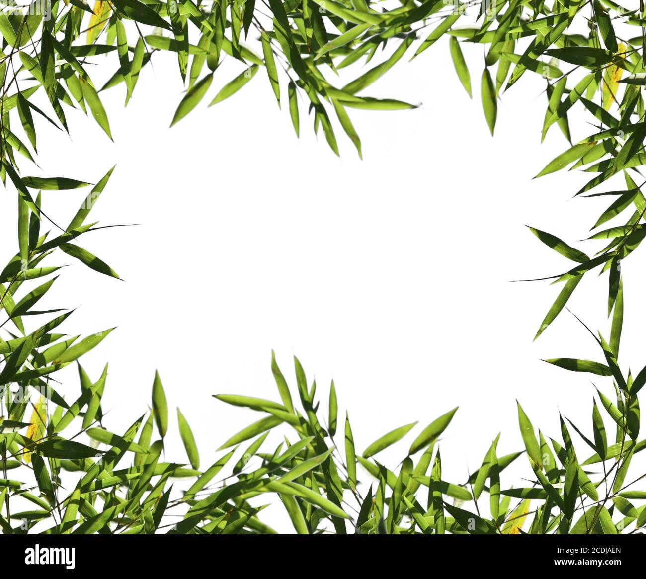 bamboo leaf background Stock Photo - Alamy