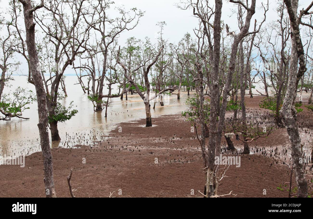 Bako nationa hi-res stock photography and images - Alamy