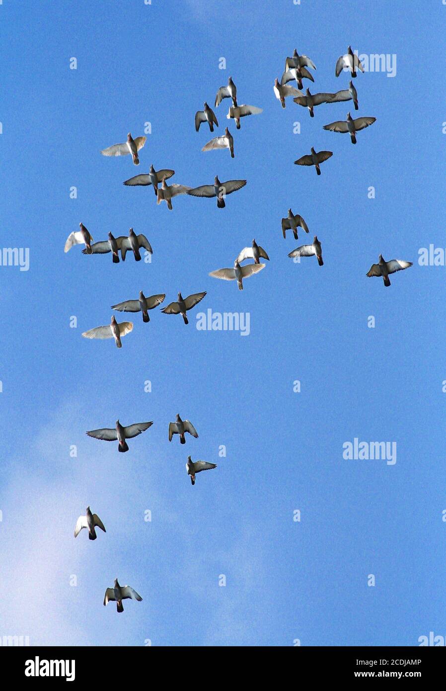 Birds powerful wings hi-res stock photography and images - Alamy