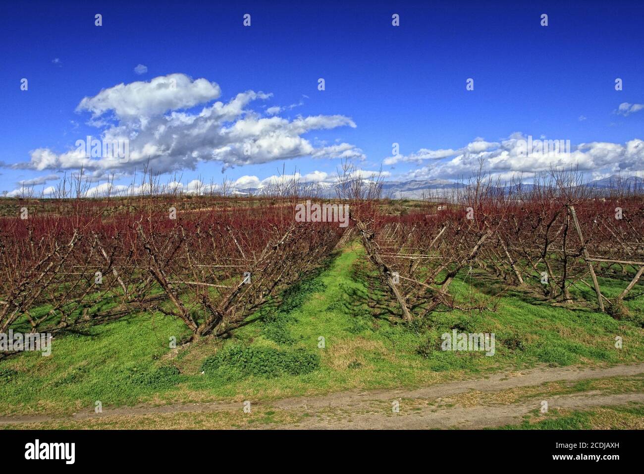 peach tree background Stock Photo - Alamy