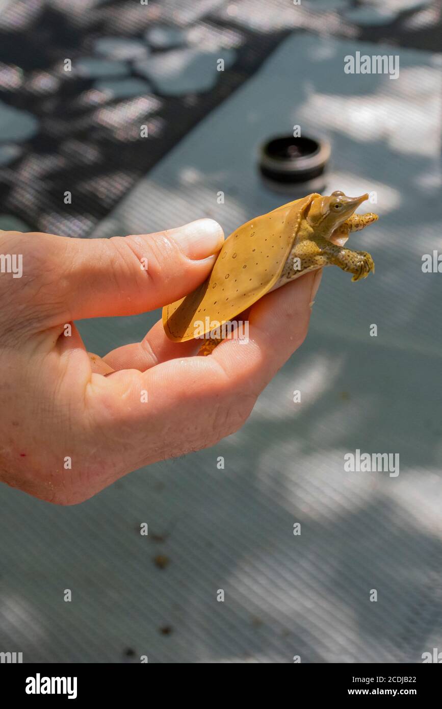 Spiny softshell turtle hi-res stock photography and images - Alamy