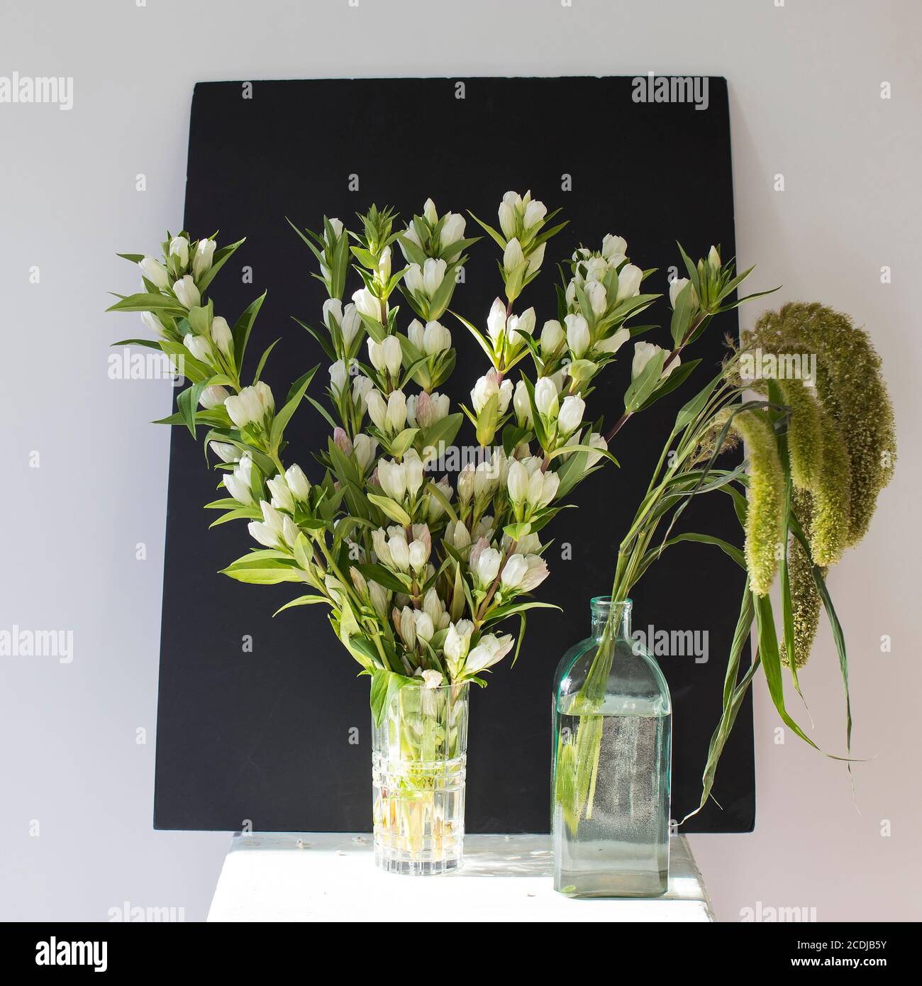 Gentiana lutea, the great yellow gentian, is a species of gentian ...