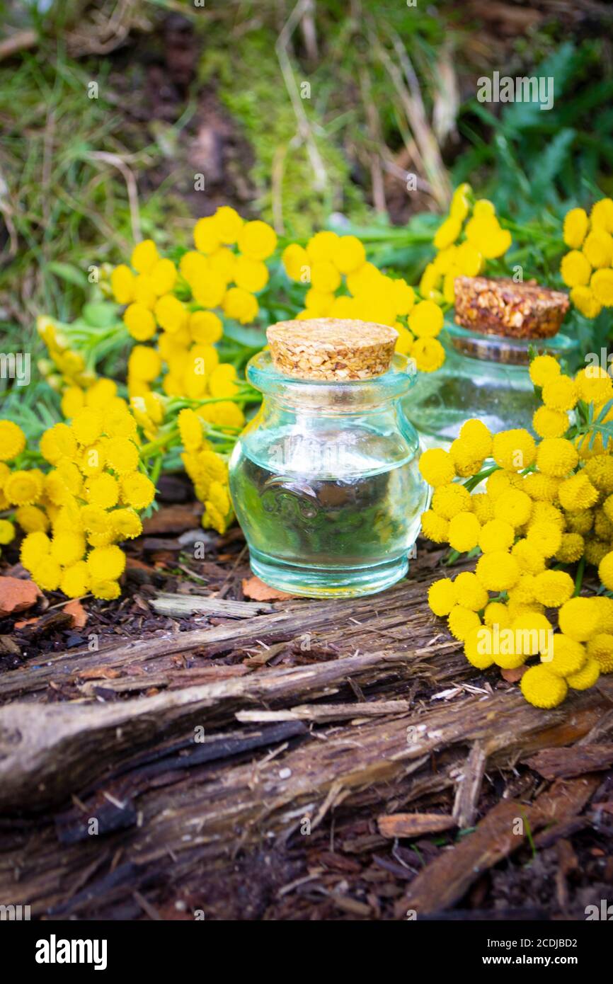 Tincture of a plant of tansy with alcohol is used in folk medicine ...