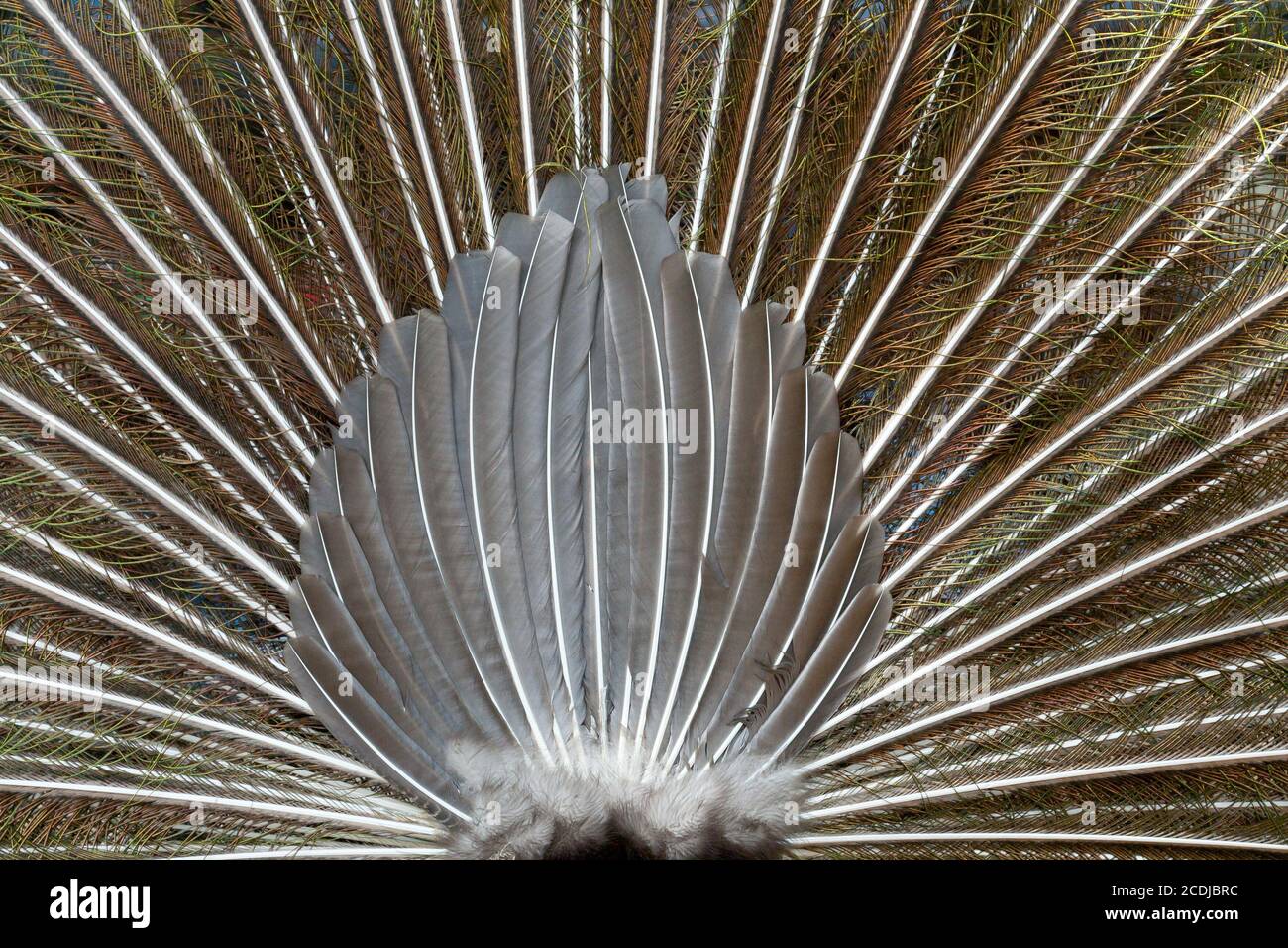Back of peacock hi-res stock photography and images - Alamy