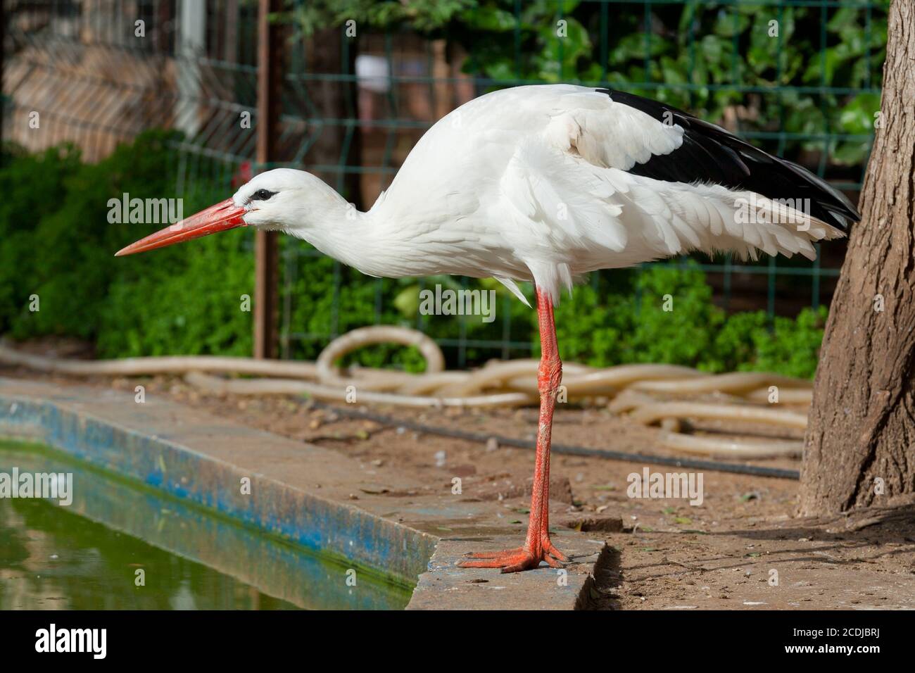 Childbirth pure hi-res stock photography and images - Alamy