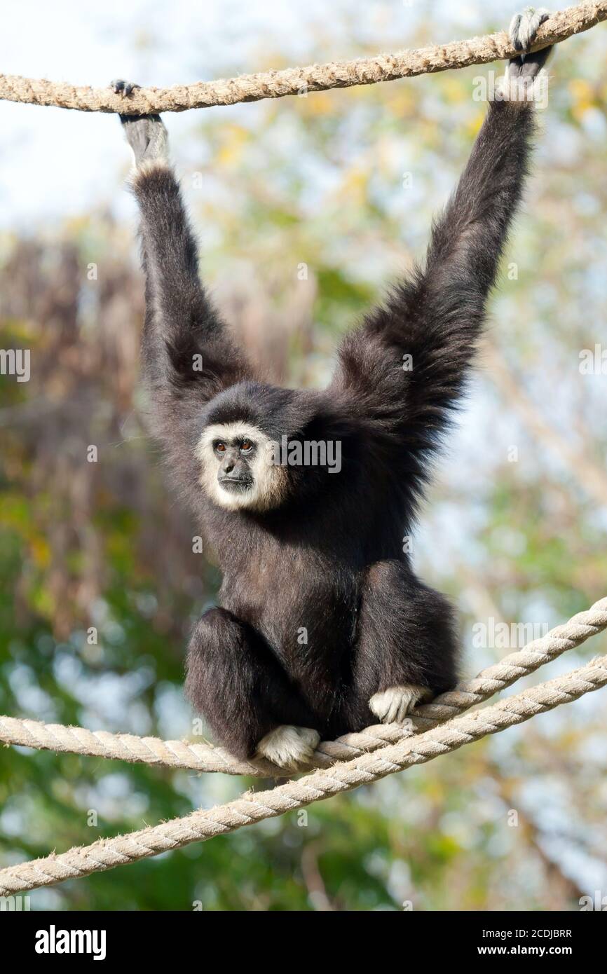 Monkey cut out hi-res stock photography and images - Alamy