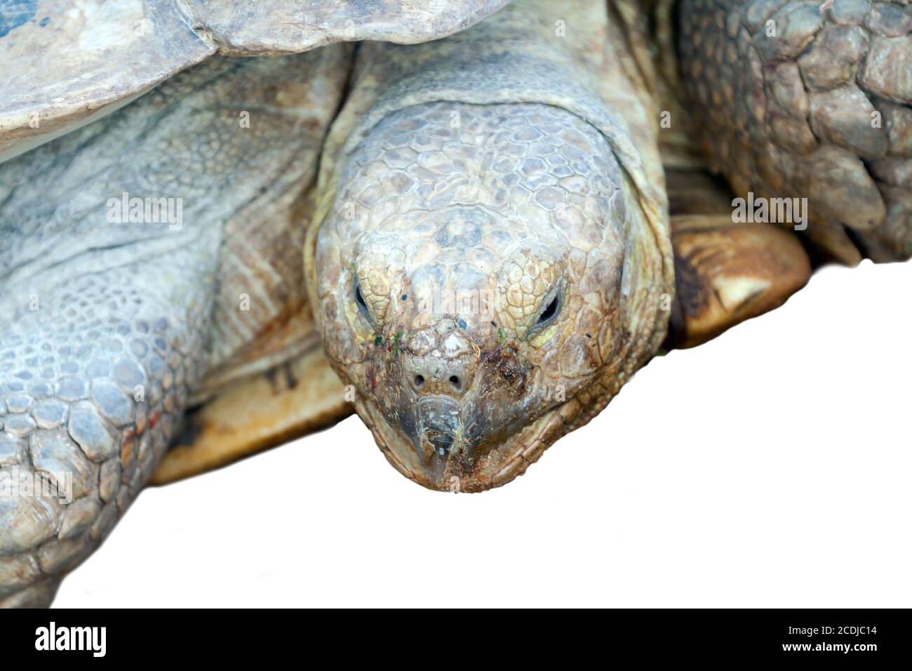 Isolated box turtle hi-res stock photography and images - Alamy
