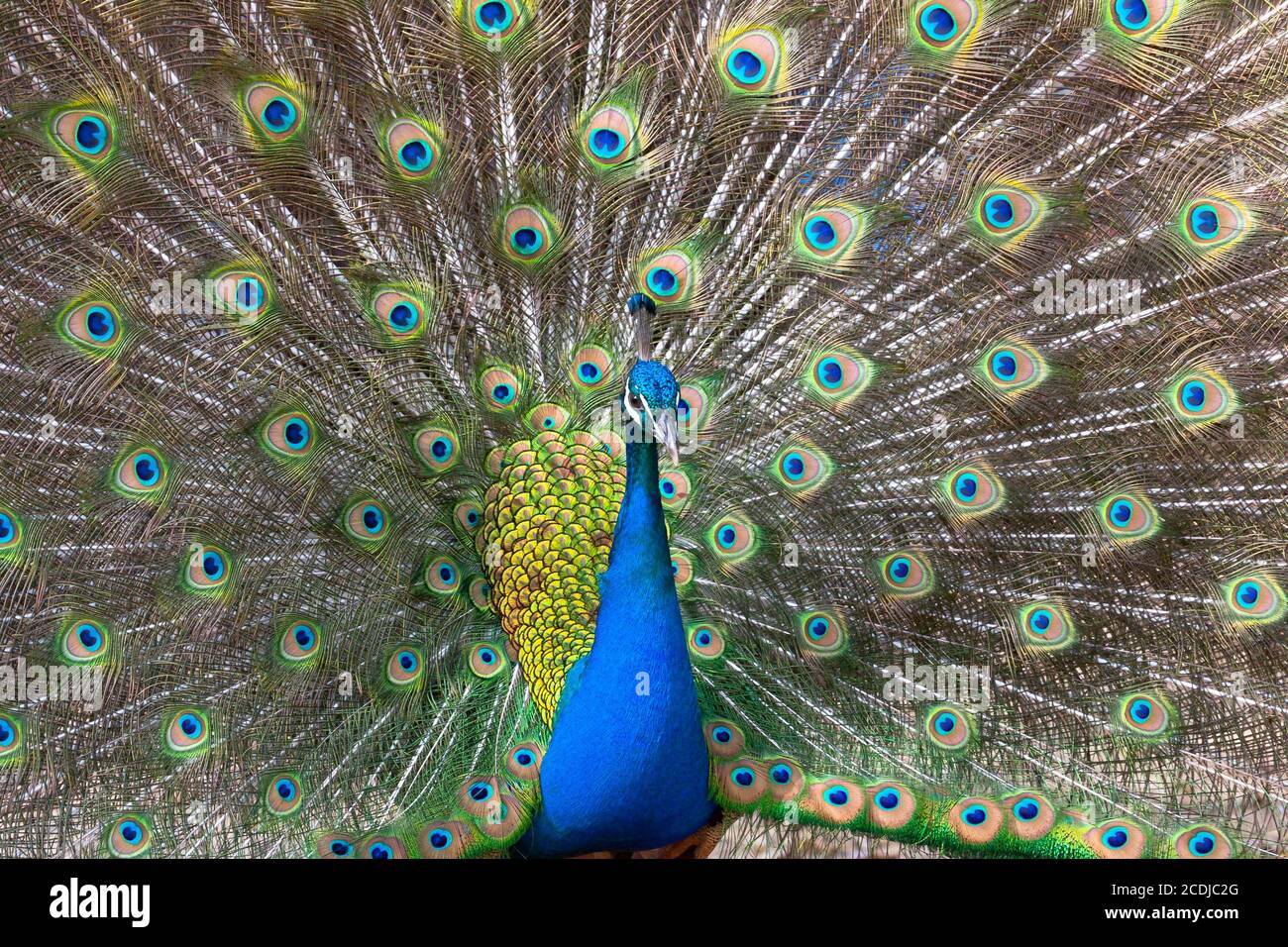 Preening peacock hi-res stock photography and images - Alamy
