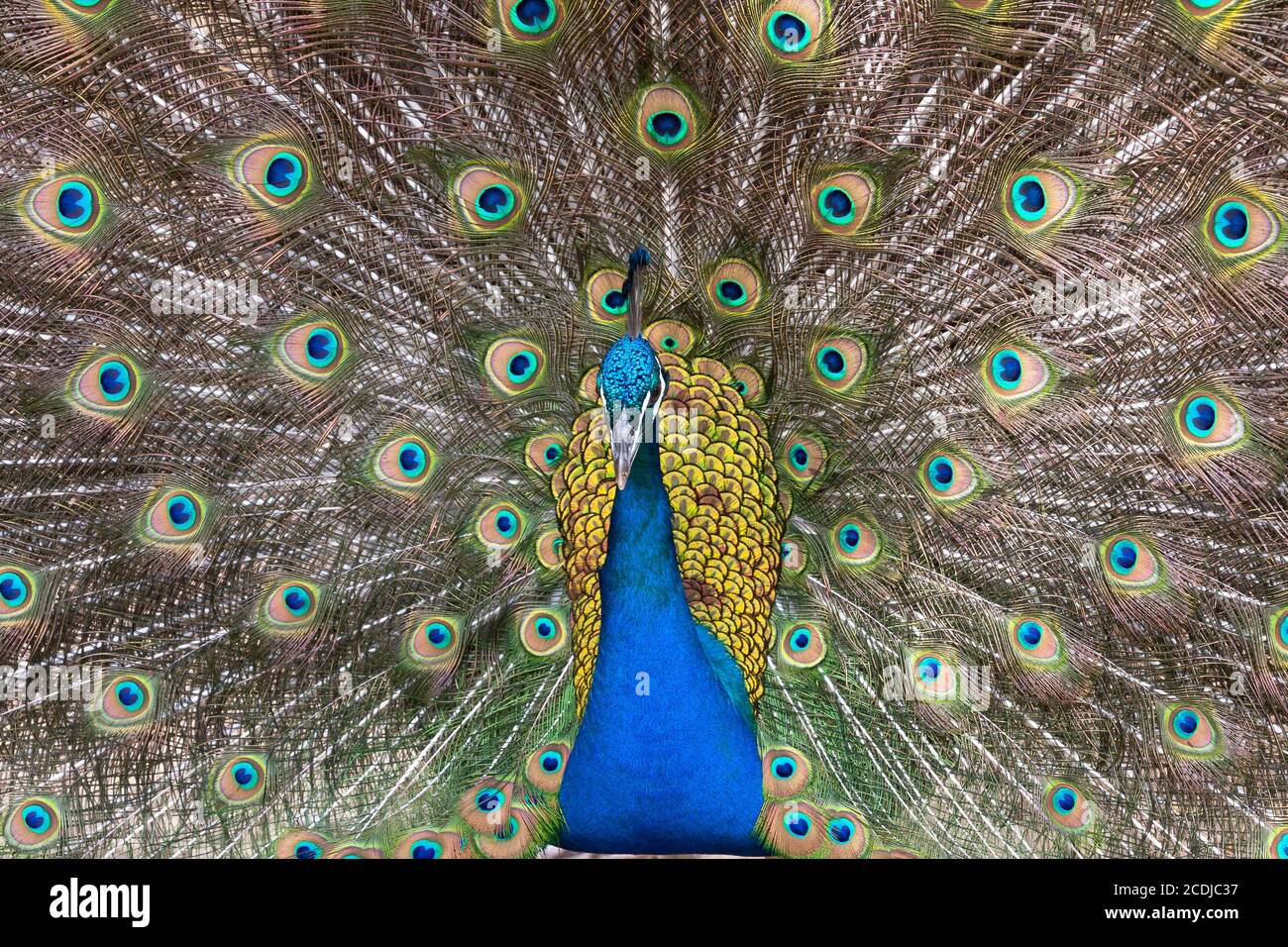 Preening peacock hi-res stock photography and images - Alamy