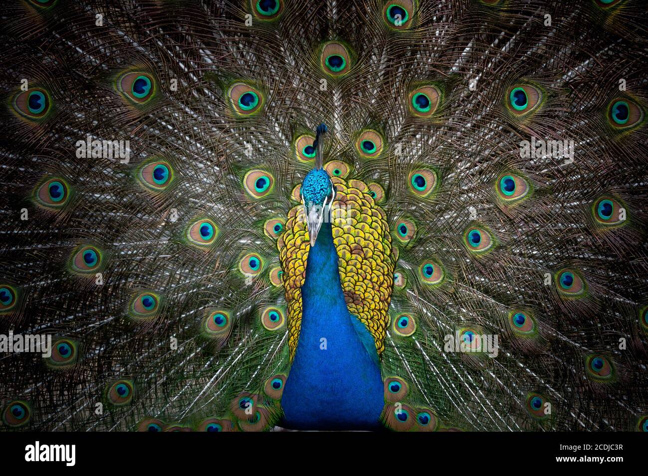 Peacock pheasa hi-res stock photography and images - Alamy