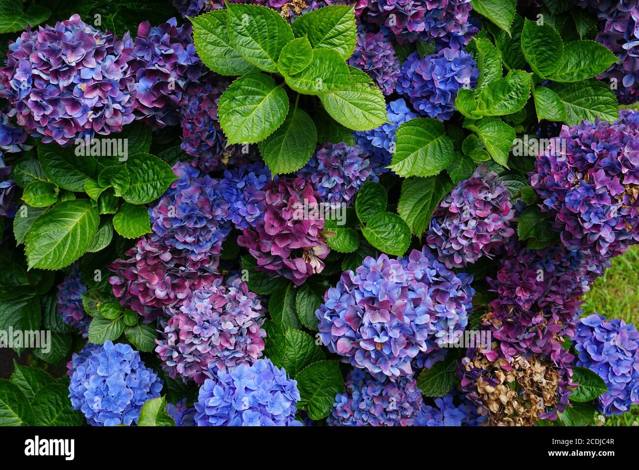 Azores hydrangea farm hi-res stock photography and images - Alamy